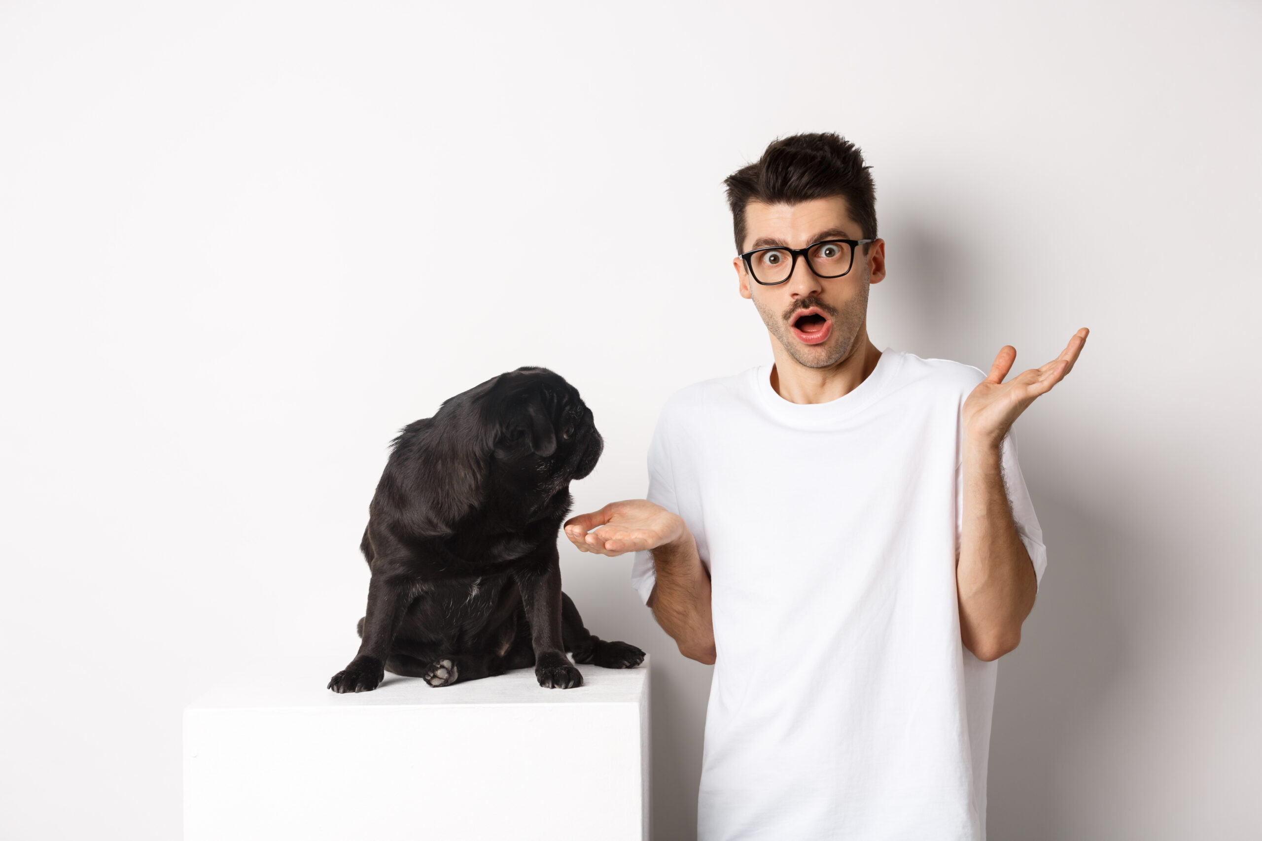 Understanding Your Pet's Body Language - Berlin Nomad